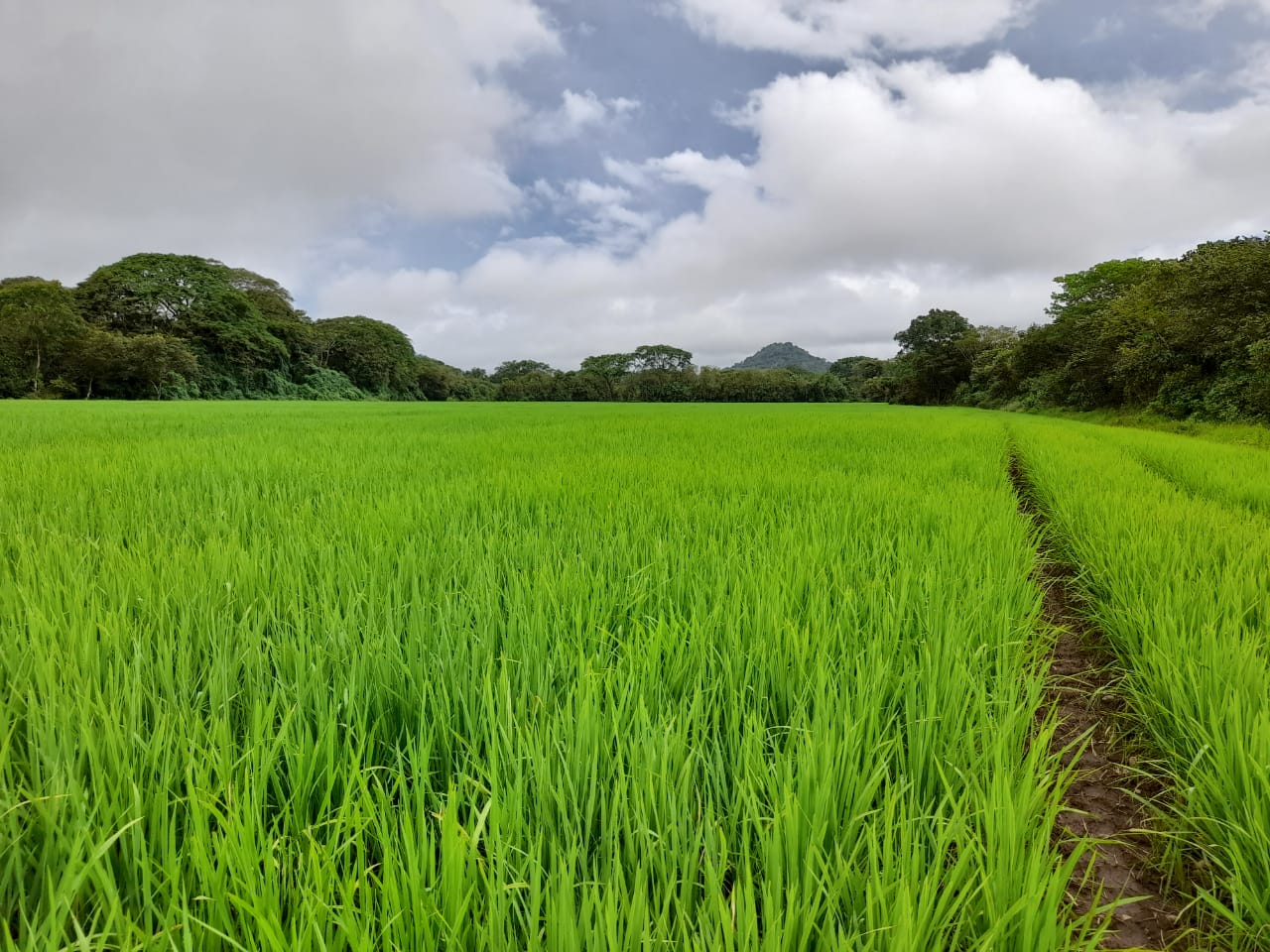 Investigación y Desarrollo - Conagro Semillas S.A.